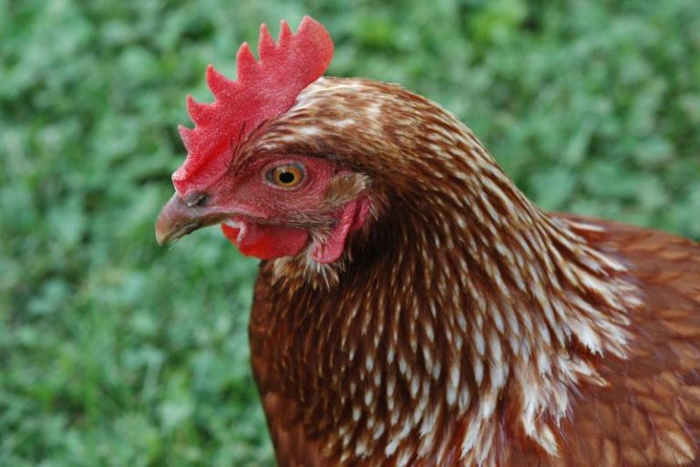 Breed Profile: Golden Comet Chickens - Backyard Poultry